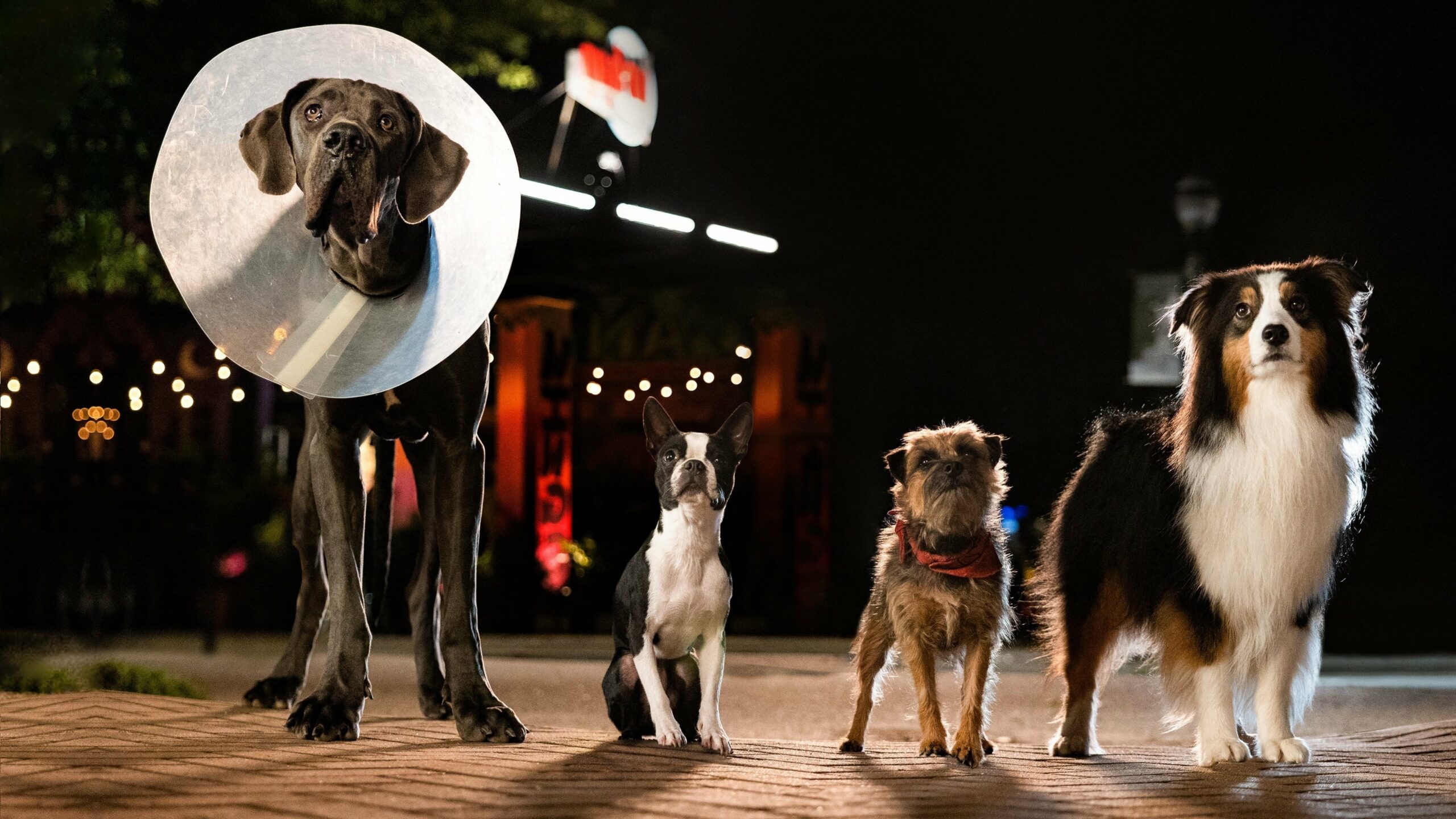 How to watch Strays in Canada on Peacock TV - UpNext by Reelgood