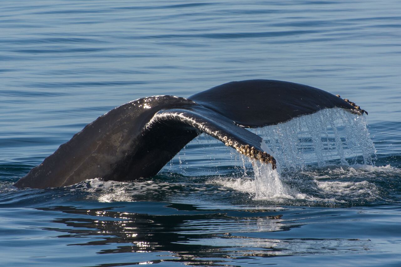 How to watch Mystery of the Walking Whale in the UK on CBC Gem - UpNext ...