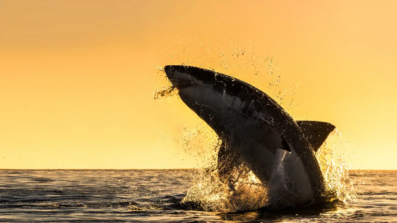 How to watch Shark Documentaries Online - UpNext by Reelgood