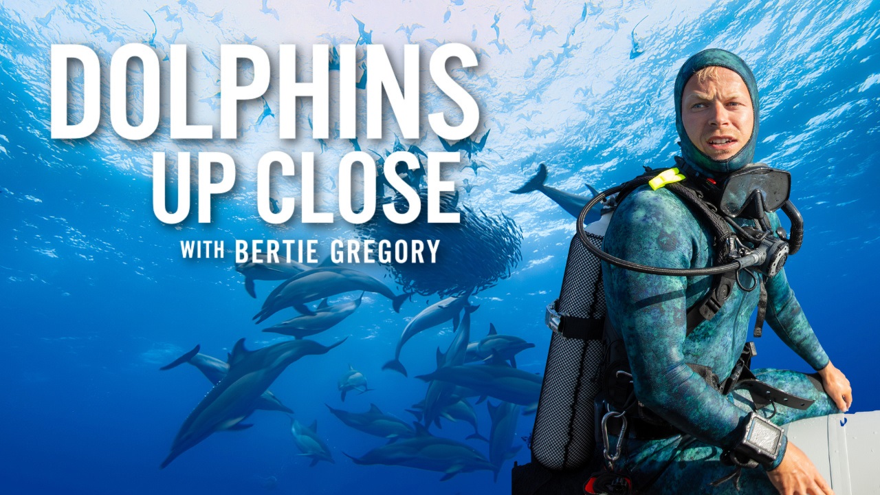 Dolphins Up Close with Bertie Gregory (Documentary) | Independent Film ...